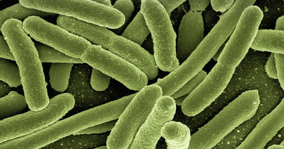 New information on the spread of gut bacteria that cause bloodstream ...